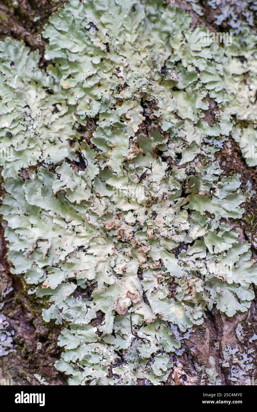 Lichen moss on tree. Natural gray green background. Flavoparmelia ...