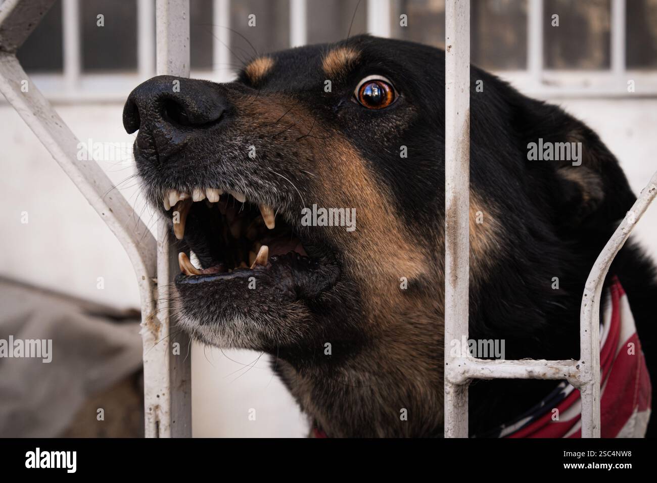 angry dog attacking Stock Photo - Alamy