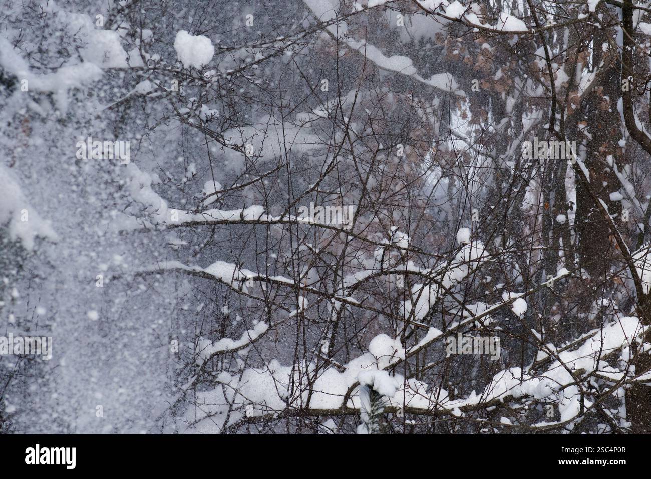 Snow falling off a tree Stock Photo - Alamy