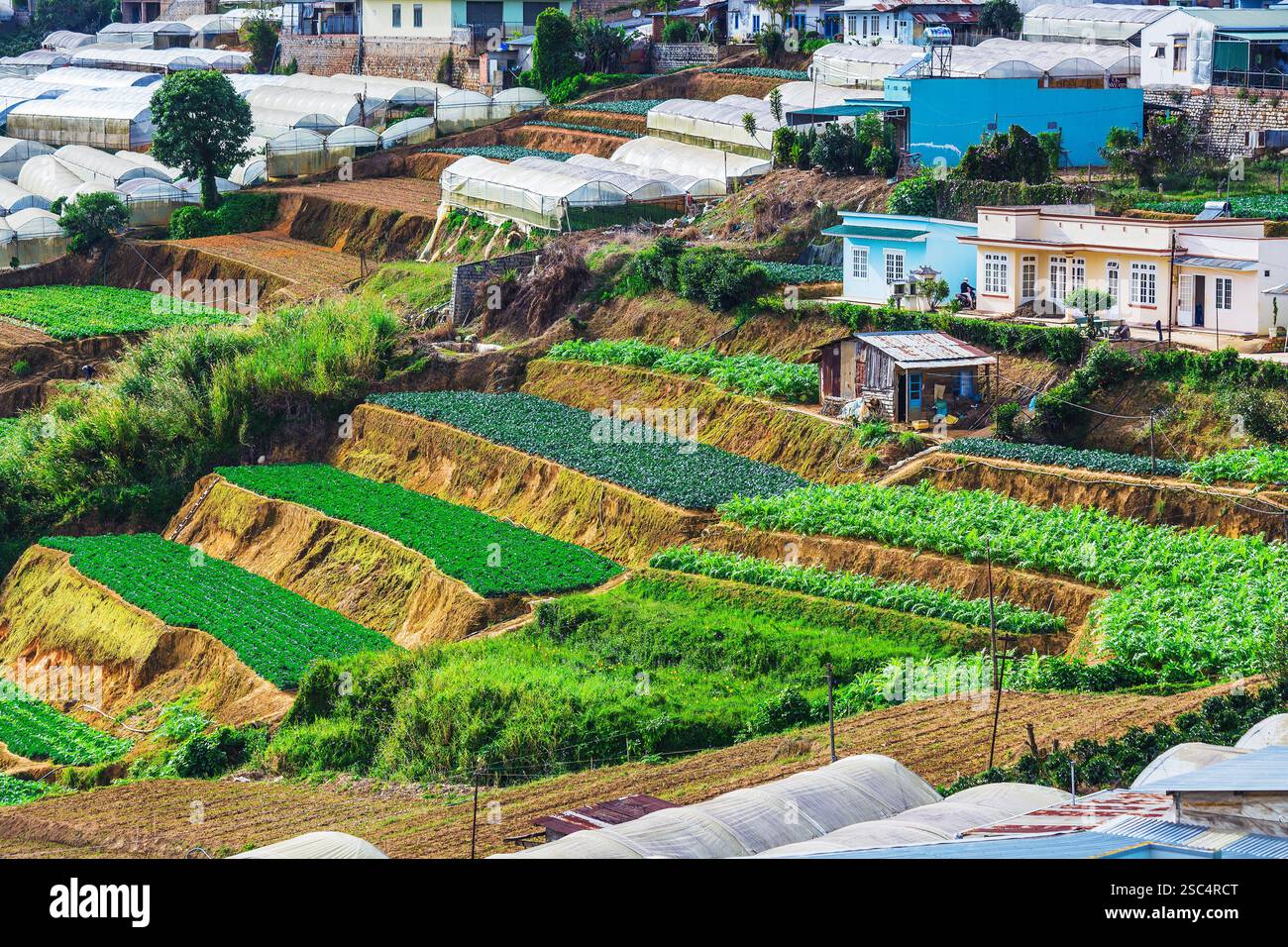 Vegetable fields and Housein highland, Dalat, Vietnam. Da lat is one of ...