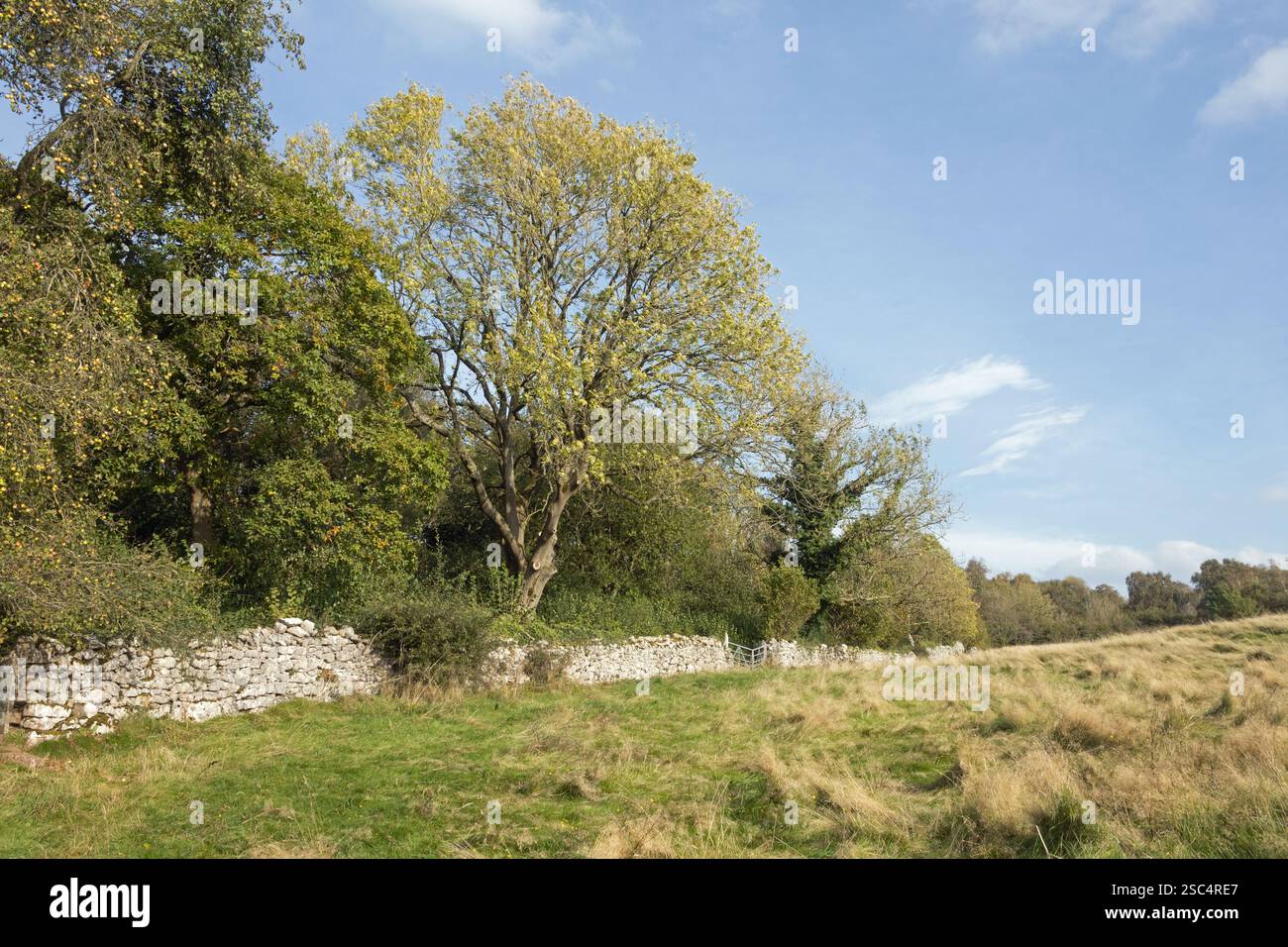 Apple Tree growing on the boundary of Gait Barrows National Nature ...