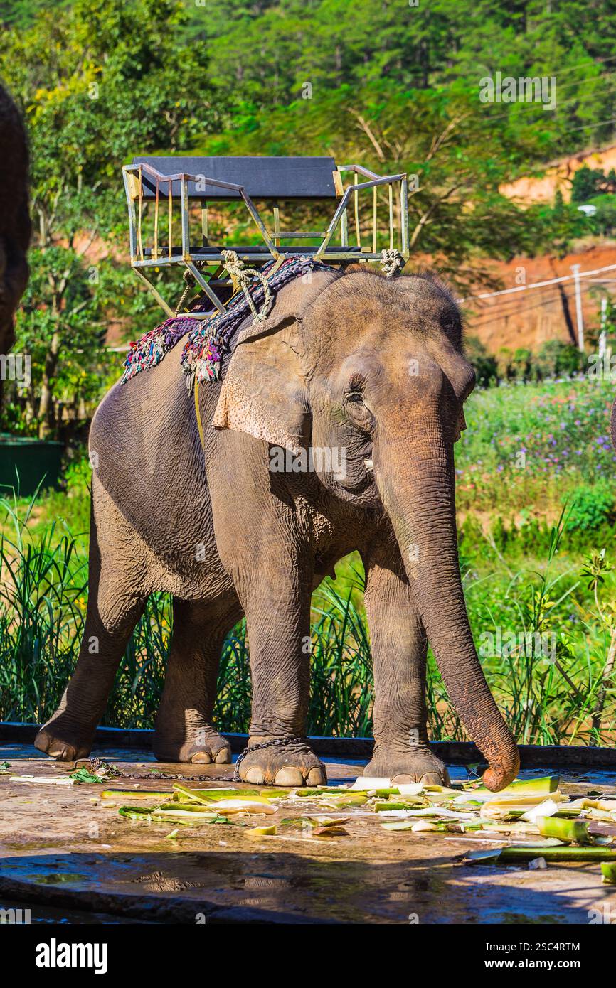 the farm of elephants not far from Dalat. Vietnam Stock Photo - Alamy