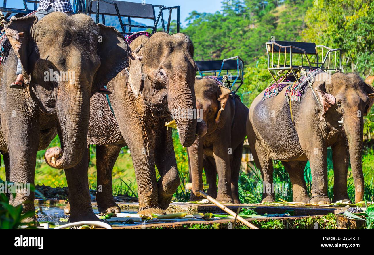 the farm of elephants not far from Dalat. Vietnam Stock Photo - Alamy