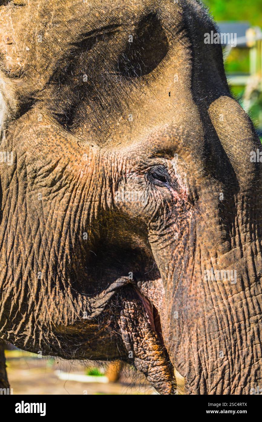 the farm of elephants not far from Dalat. Vietnam Stock Photo - Alamy