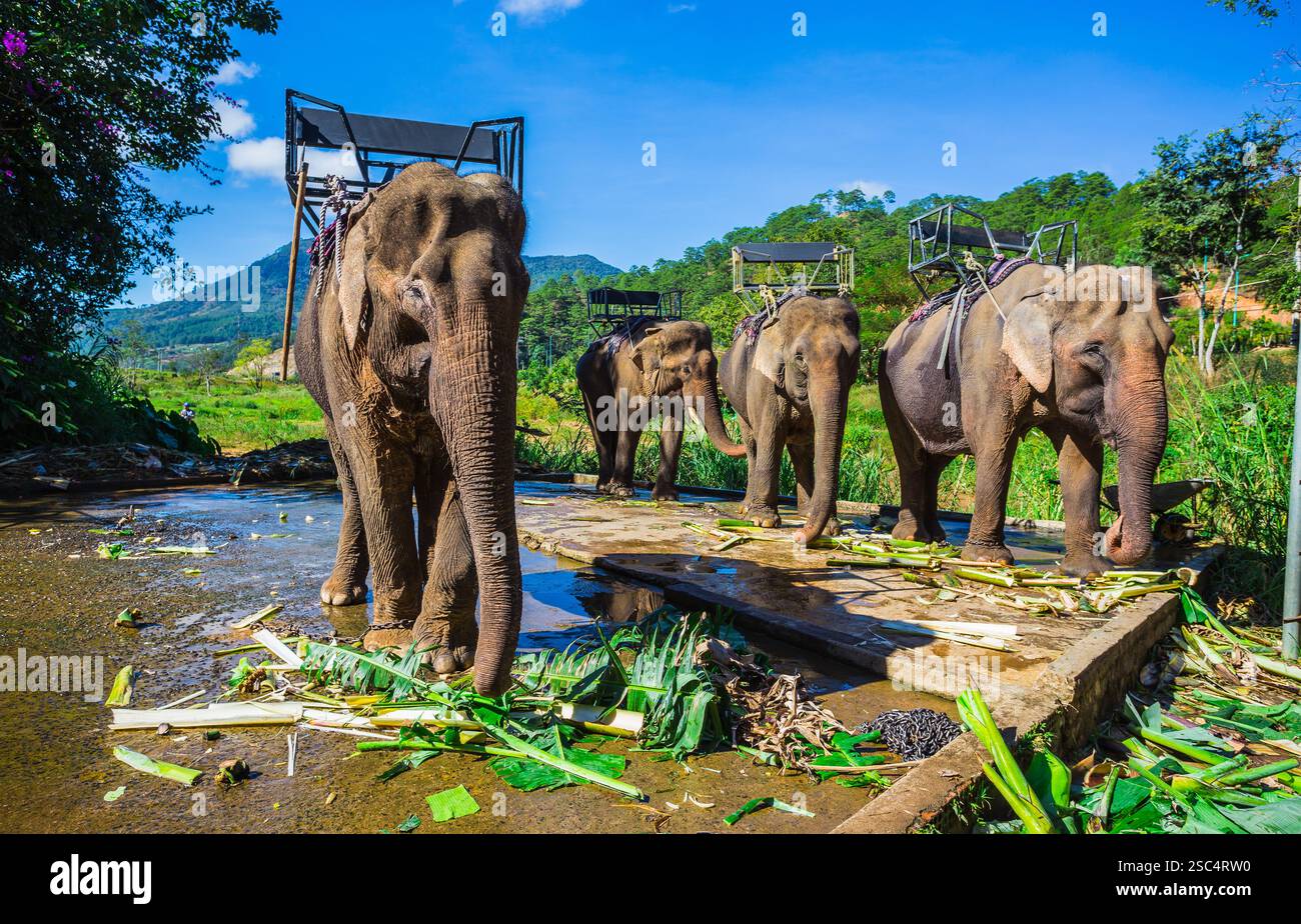 the farm of elephants not far from Dalat. Vietnam Stock Photo - Alamy