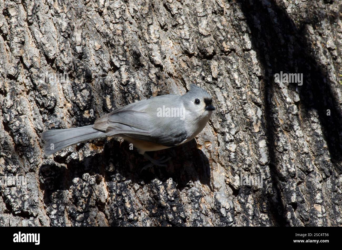Tufted Titmouse, Baeolophus bicolor, foraging at Yellow-bellied ...