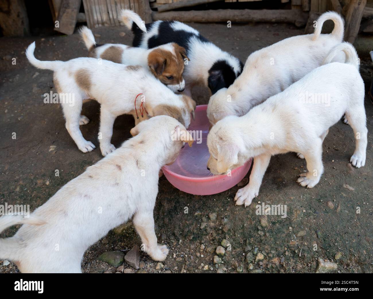 Young Thai street dog puppies in a village near Chiang Mai in Thailand ...