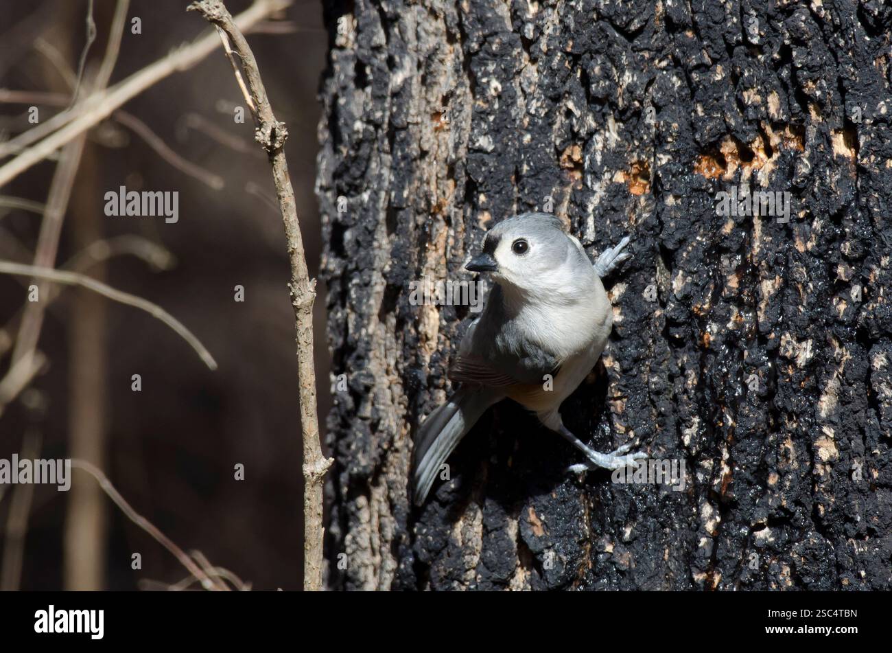 Tufted Titmouse, Baeolophus bicolor, foraging at Yellow-bellied ...