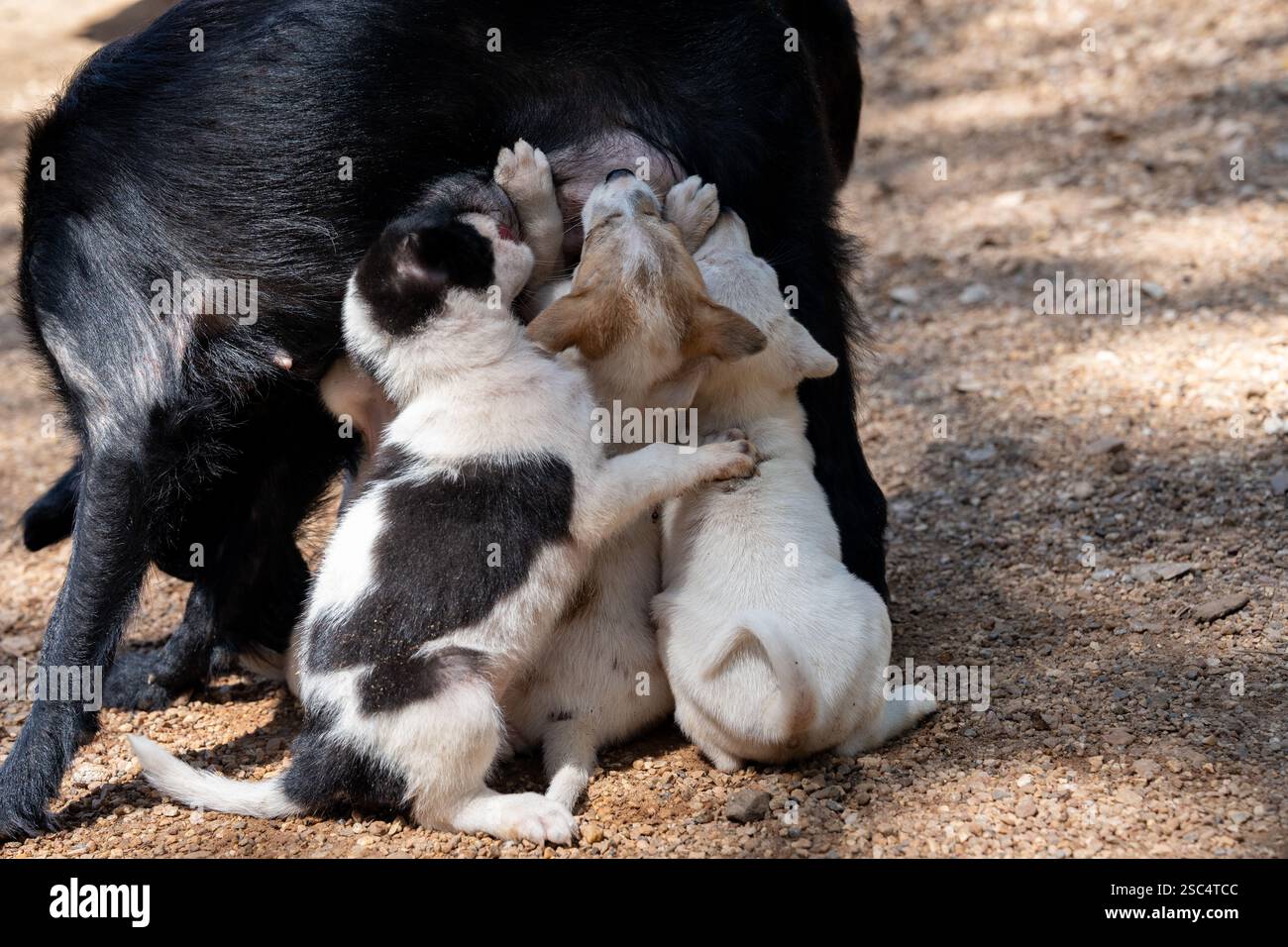 Young Thai street dog puppies in a village near Chiang Mai in Thailand ...