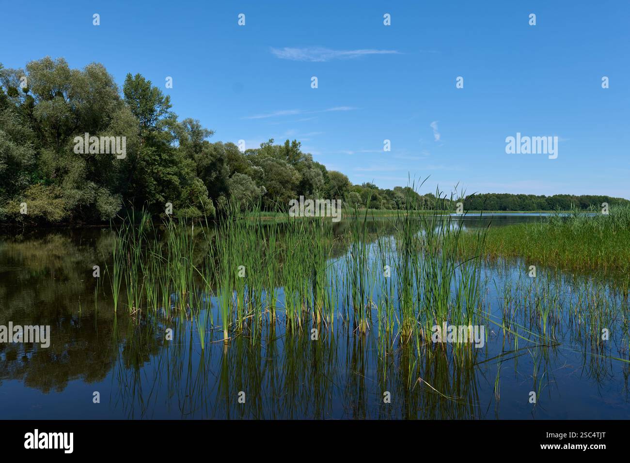 Ruda Milicka, Poland: View over the large Jaskolczy fish pond Stock ...