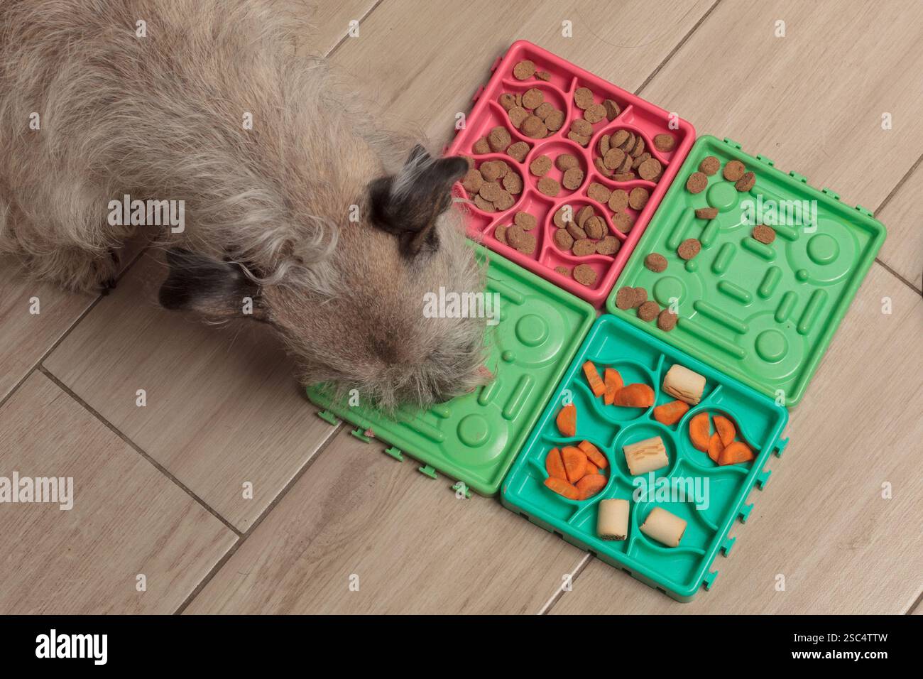 Dog Eating Treats from Puzzle Feeding Mat Stock Photo - Alamy