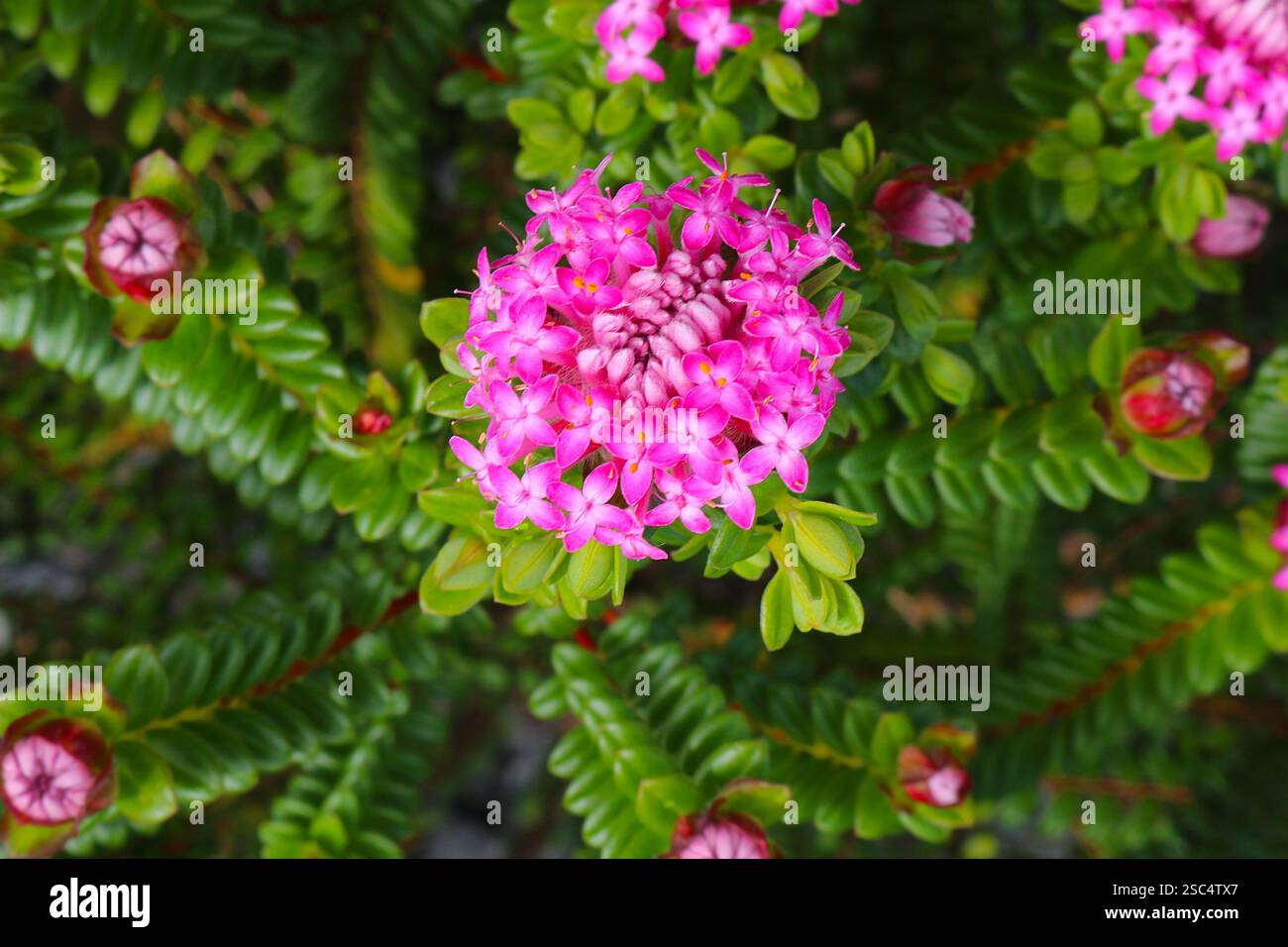Magenta pink rice flower (Pimelea ferruginea) with glossy leaves a ...