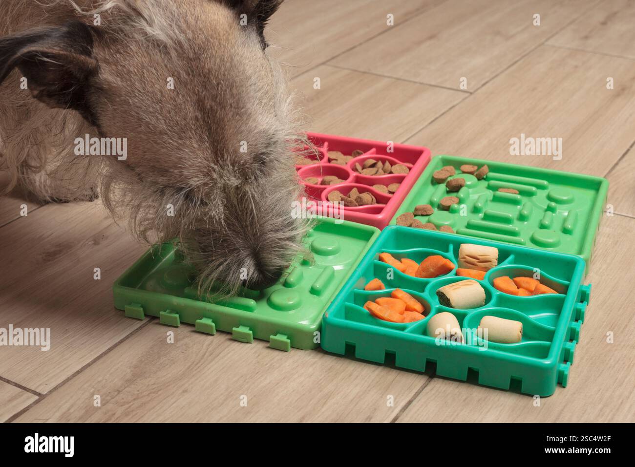 Dog Eating Snacks from Puzzle Feeding Mat Stock Photo - Alamy