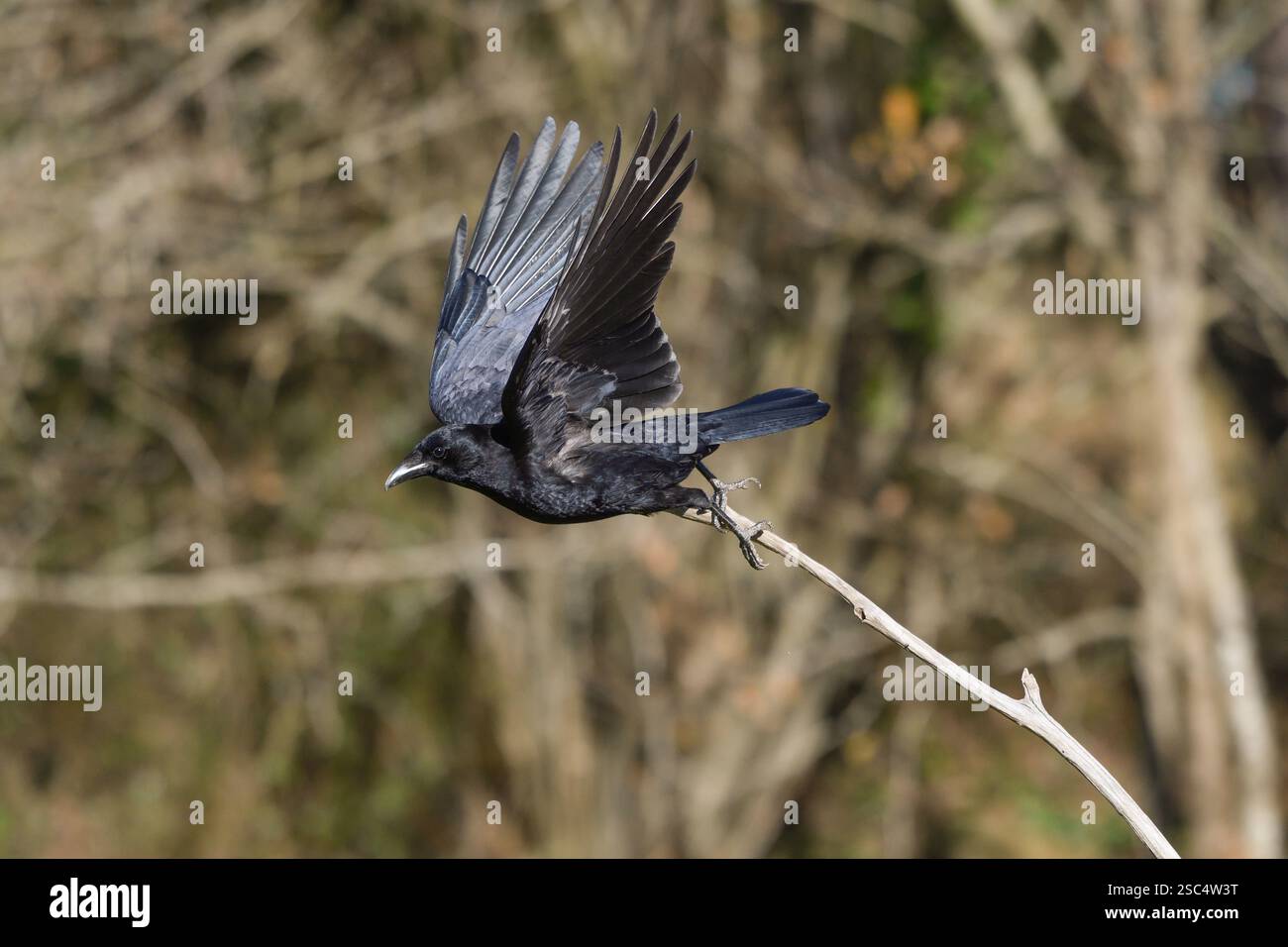 Close-up of a carrion crow taking flight Stock Photo - Alamy