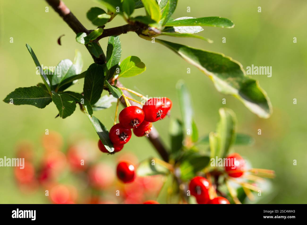Close up of a fruiting shrub called Pyracantha coccinea. Firethorn ...