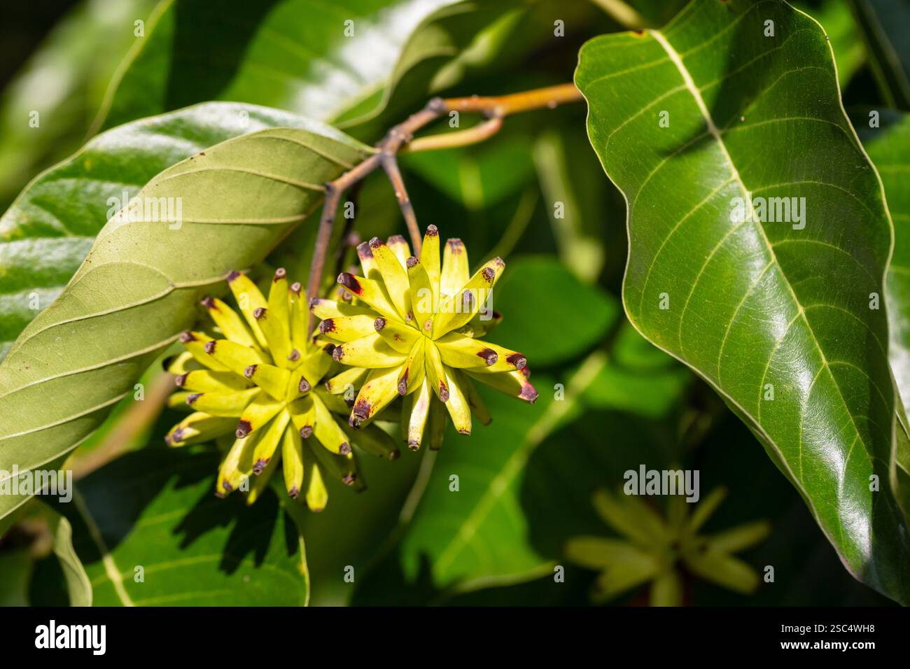 Happy tree (Camptotheca acuminata). Called Cancer tree and Tree of life ...
