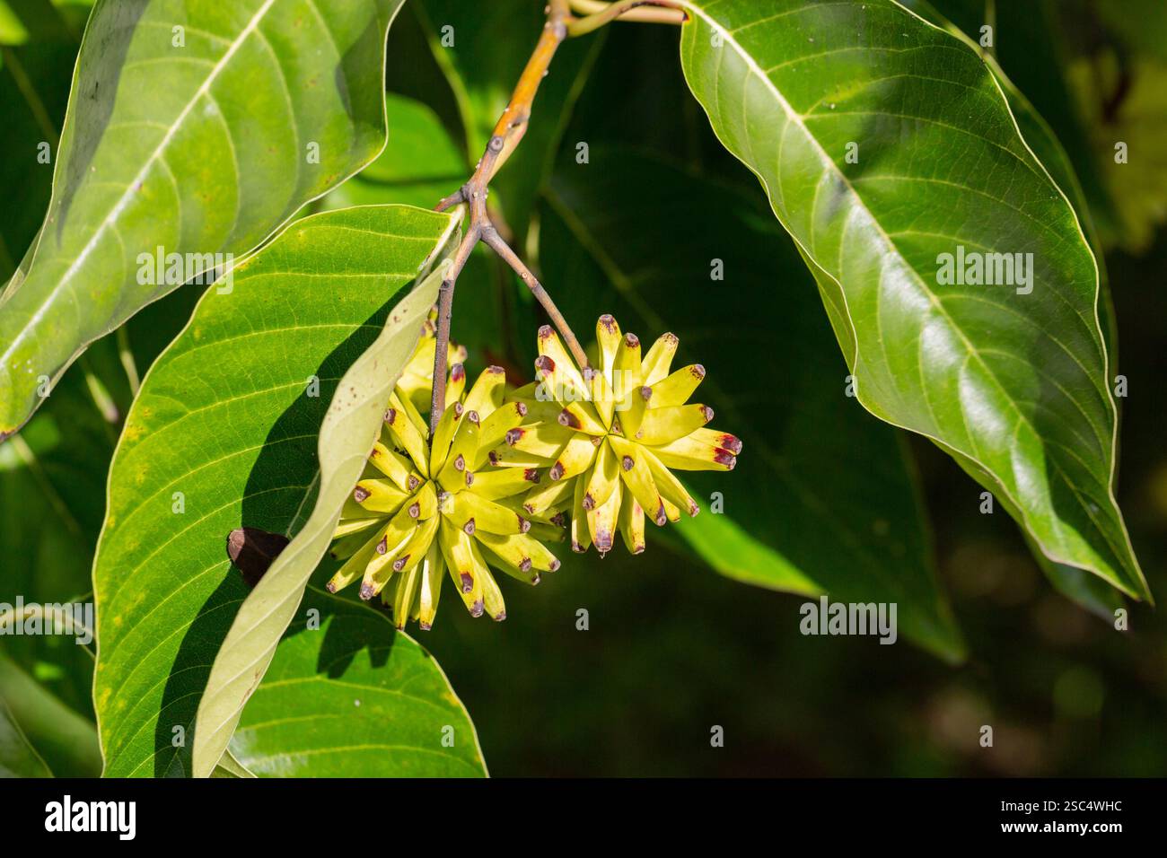 Happy tree (Camptotheca acuminata). Called Cancer tree and Tree of life ...