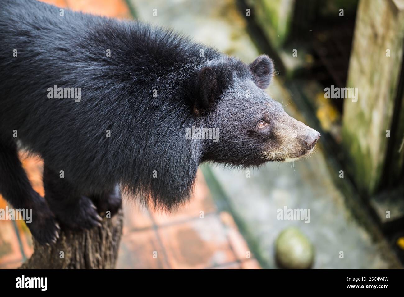 Asiatic black bear, Tibetan black bear, Ursus thibetanus, large ...