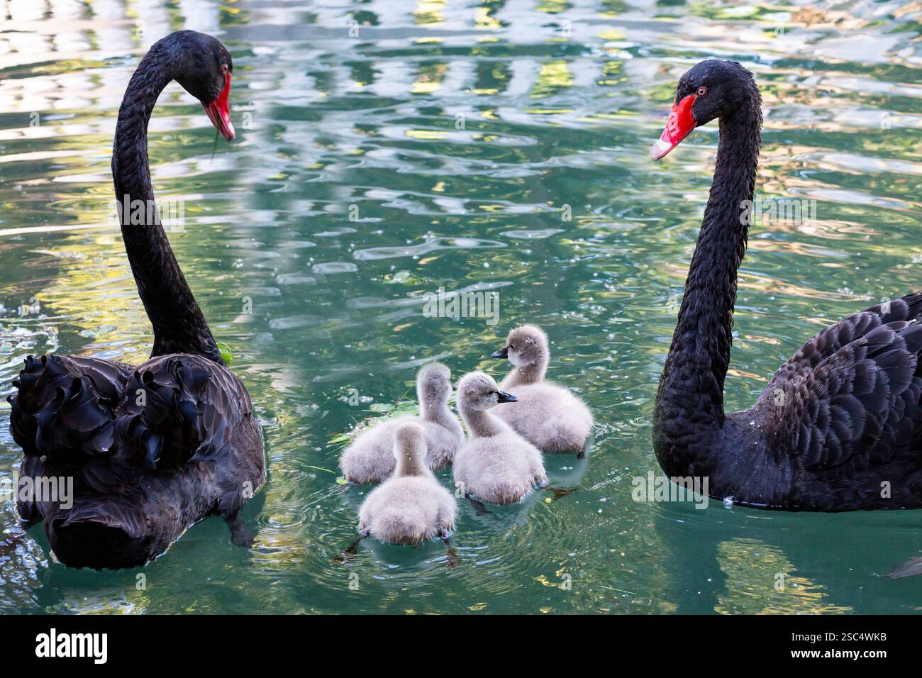 Black swans with four chicks swim in the lake Stock Photo - Alamy
