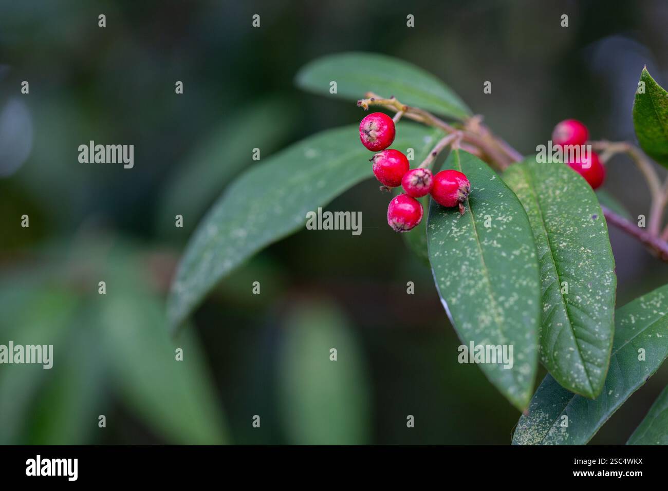 Cotoneaster salicifolius, the willow-leaved cotoneaster, is a drought-tolerant, evergreen to ...