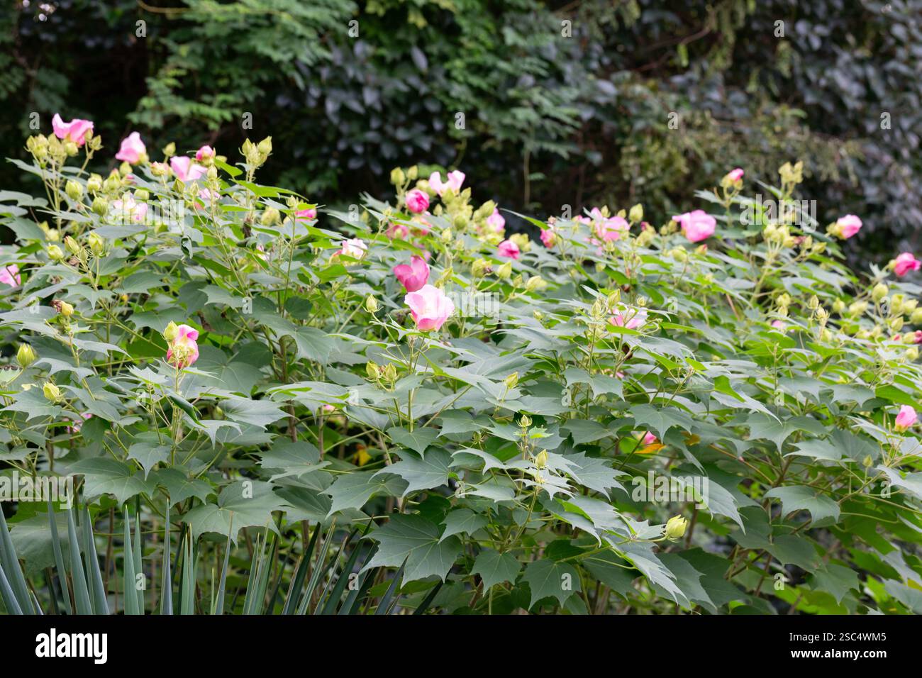 large pink flowers of Hibiscus mutabilis, in the garden, also known as ...