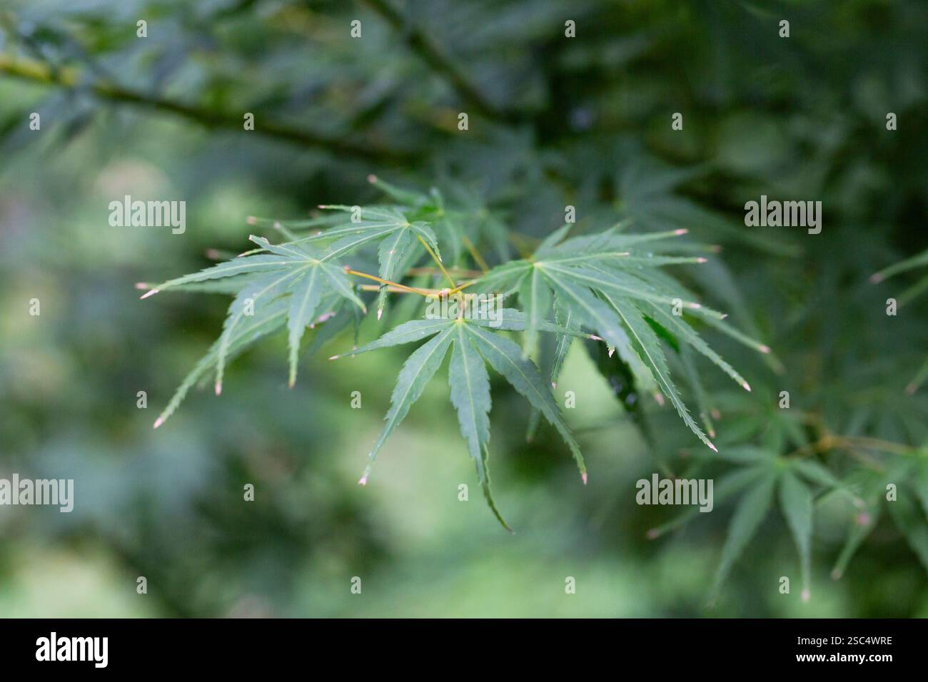 Close up of green Leaves of Japanese maple (Acer Palmatum, Acer ...