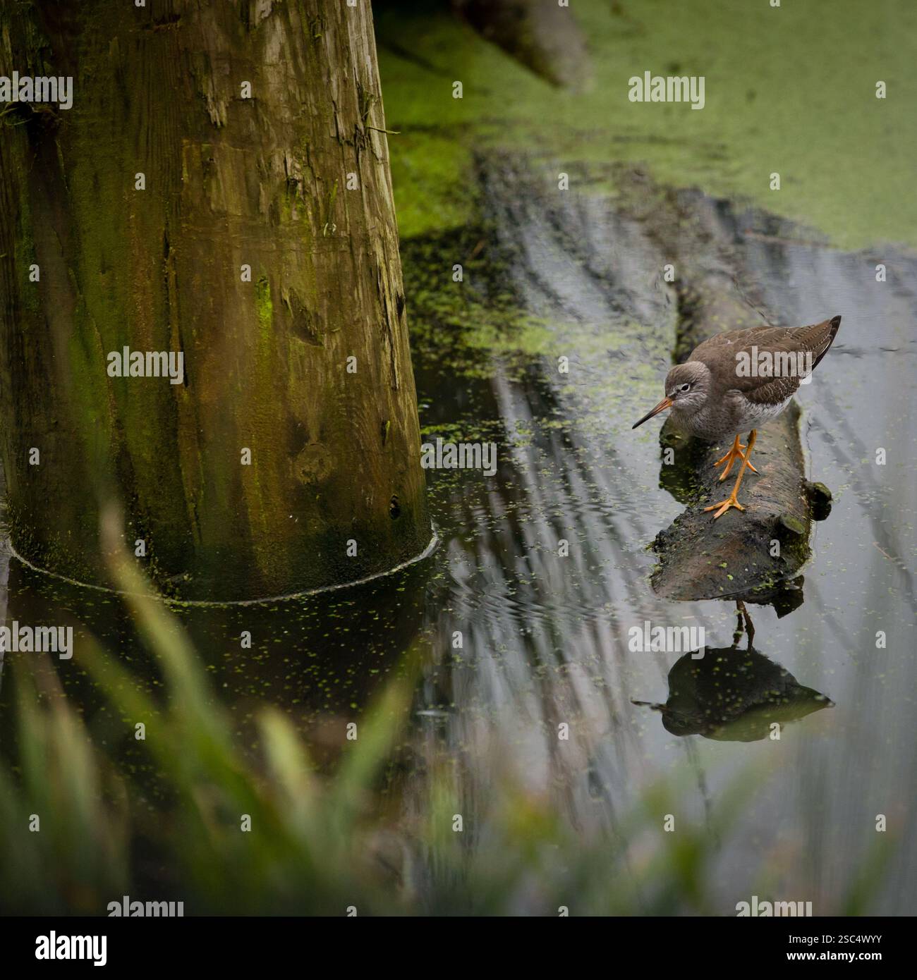 Bird at Slimbridge wetlands trust Stock Photo - Alamy