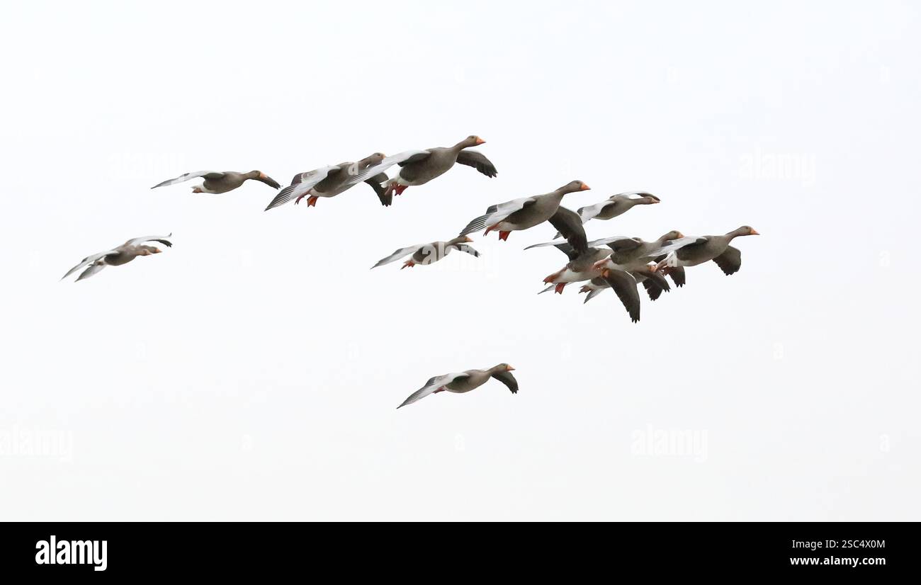 Birds in flight on migration to Slimbridge wetlands trust, England ...