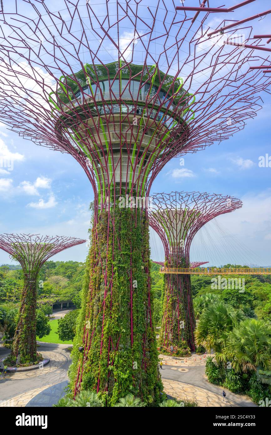The ingenious vertical gardens of Supertree Grove and the Supertree ...