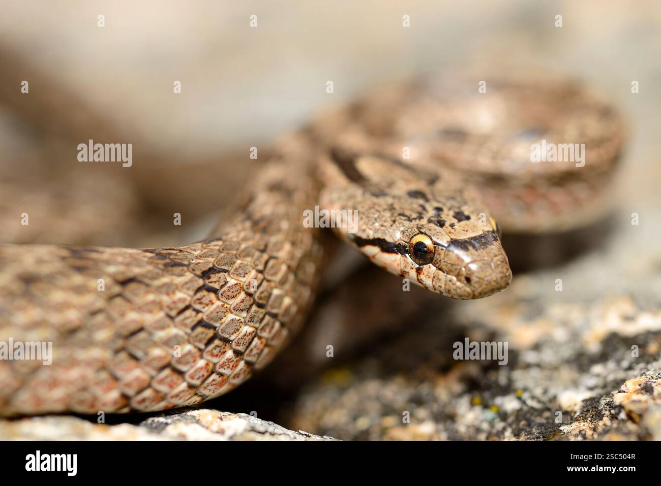 Smooth snake lines hi-res stock photography and images - Alamy