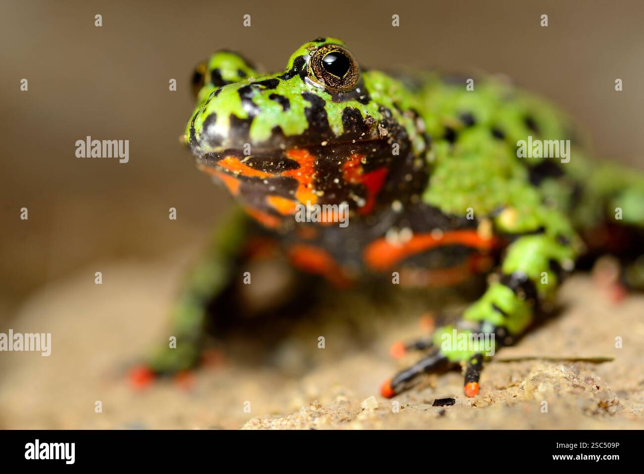 Fire bellied frog from Korea (Bombina bombina) captive. Bustarviejo ...