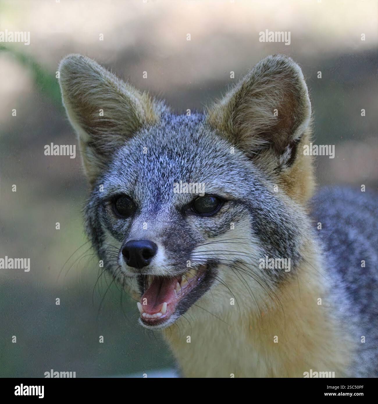Gray Fox in Natural Setting: A gray fox captured in a serene outdoor ...