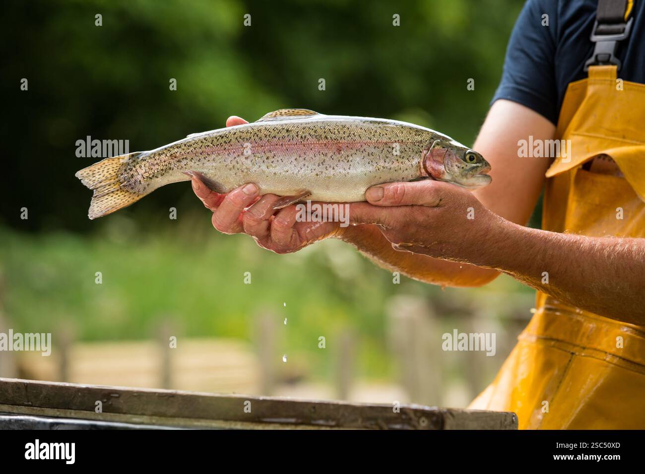 Bibury Trout Farm in the heart of The Cotswolds in England Stock Photo ...