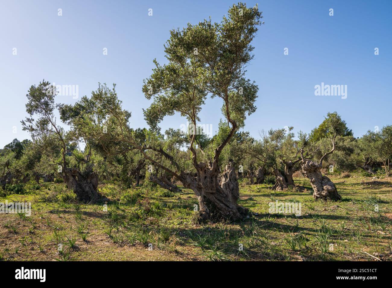 Picturesque landscape traditional olive grove on island Mallorca, Spain ...