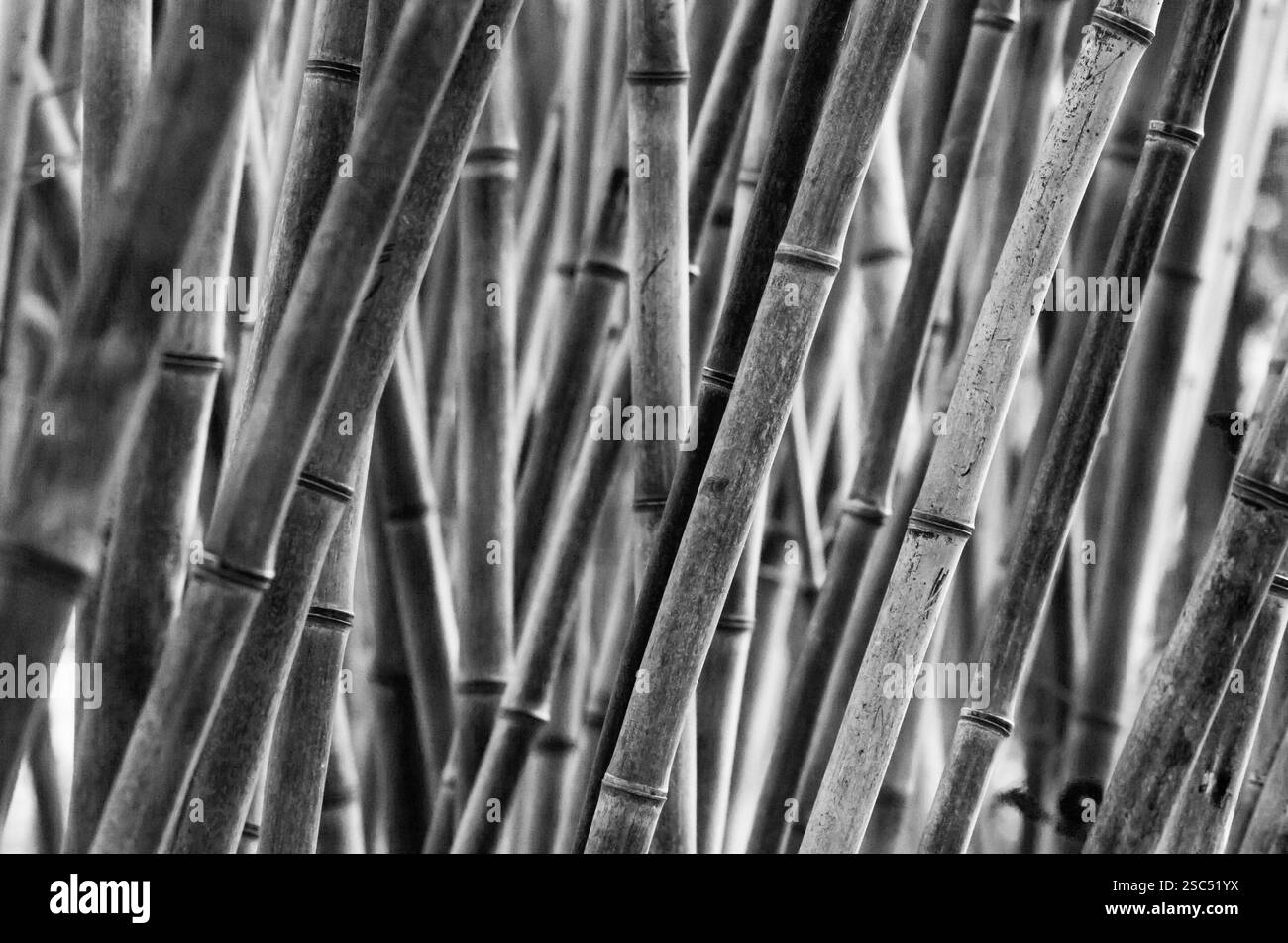 Vertical plant in forest Black and White Stock Photos & Images - Alamy