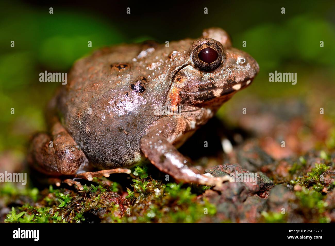 Toad (Sphaerotheca breviceps) in Cotigao, Goa, India Stock Photo - Alamy