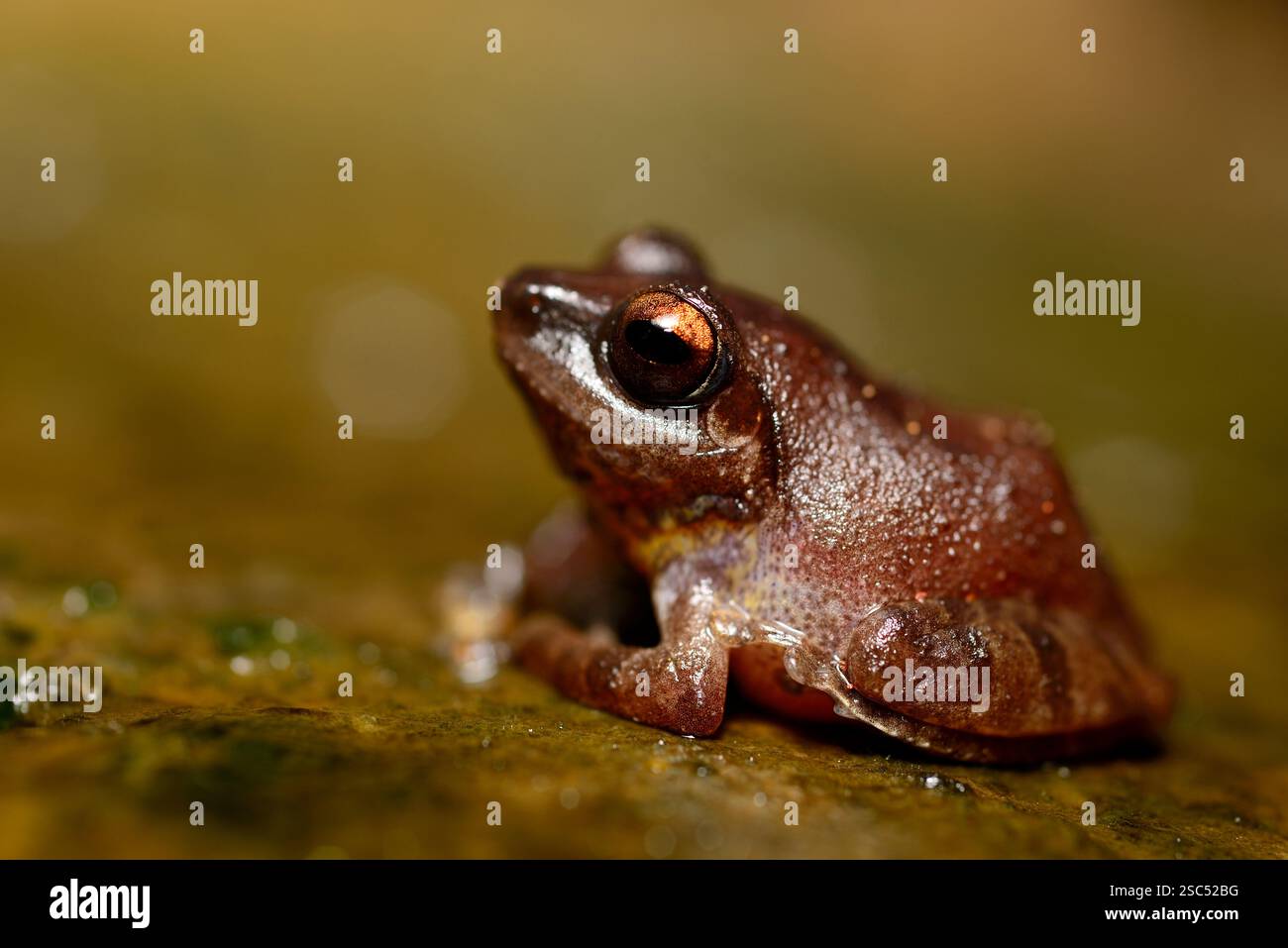 Arboreal frog (Pseudophilautus amboli) in Cotigao, Goa, India Stock ...
