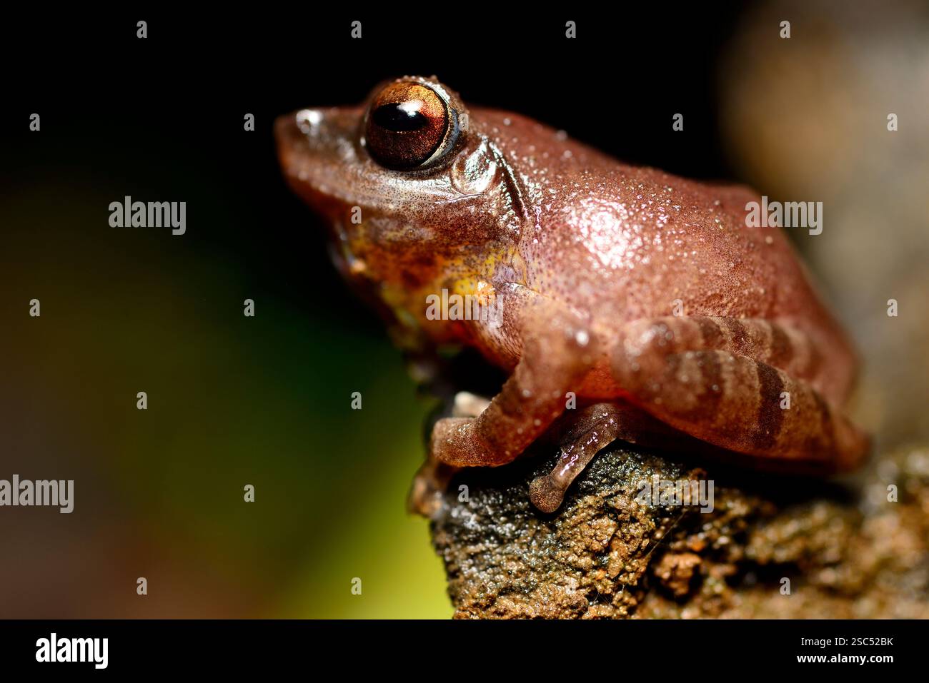 Arboreal frog (Pseudophilautus amboli) in Cotigao, Goa, India Stock ...