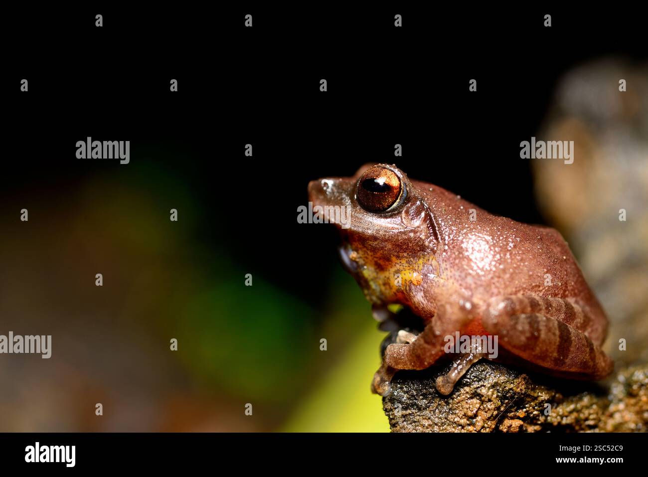 Arboreal frog (Pseudophilautus amboli) in Cotigao, Goa, India Stock ...