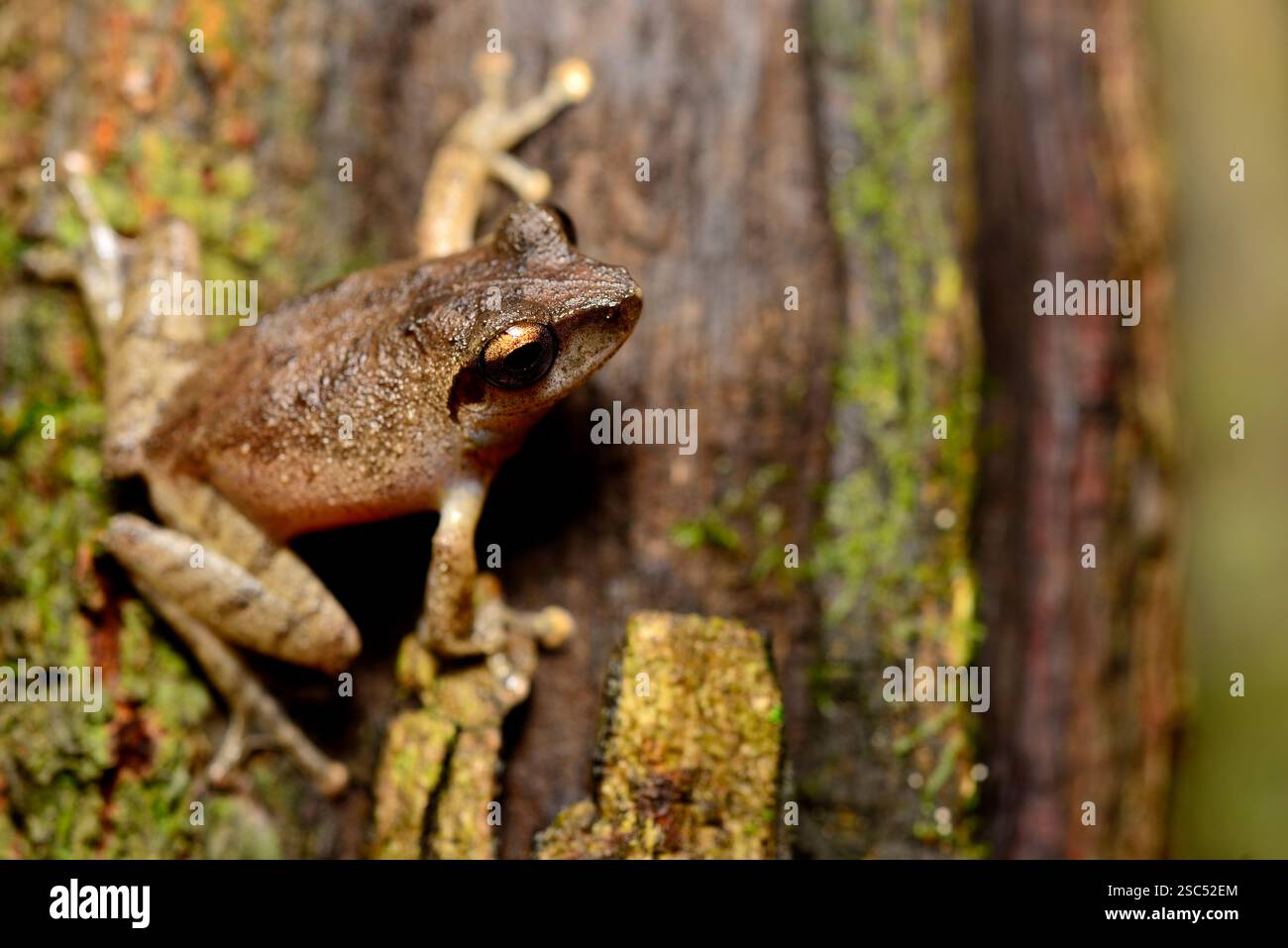 Arboreal frog (Pseudophilautus amboli) in Cotigao, Goa, India Stock ...