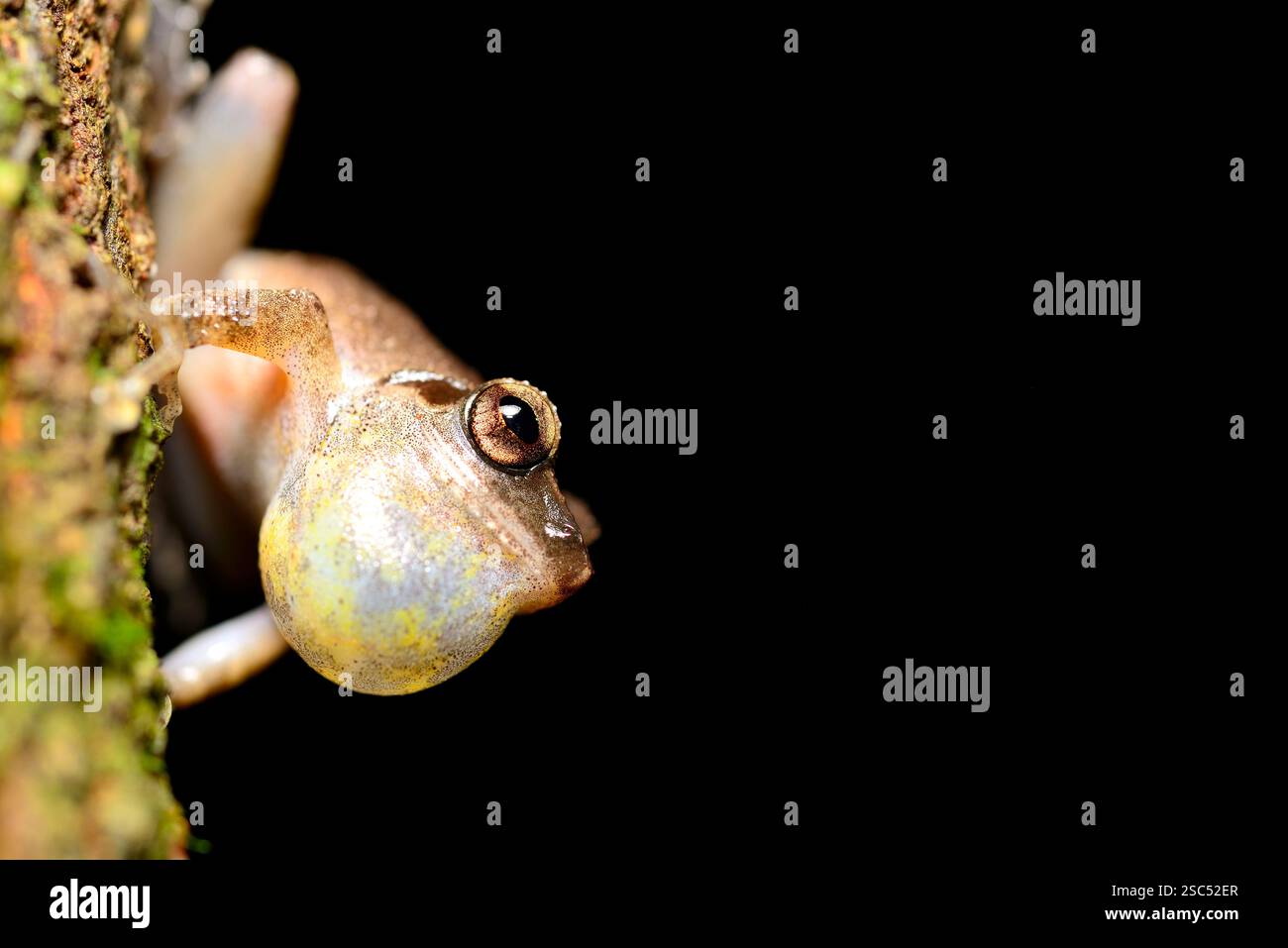 Arboreal frog (Pseudophilautus amboli) in Cotigao, Goa, India Stock ...