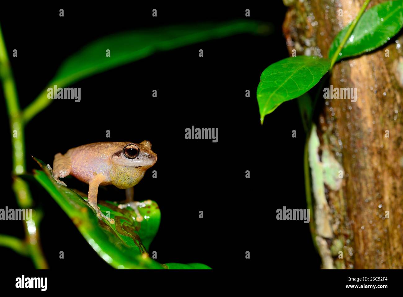 Arboreal frog (Pseudophilautus amboli) in Cotigao, Goa, India Stock ...
