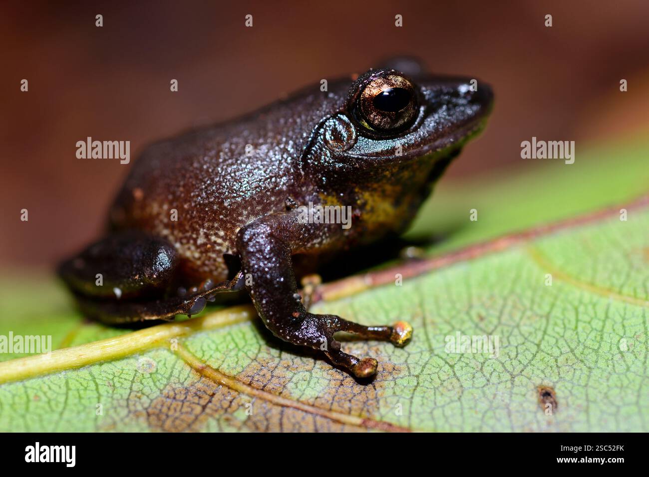 Arboreal frog (Pseudophilautus amboli) in Cotigao, Goa, India Stock ...
