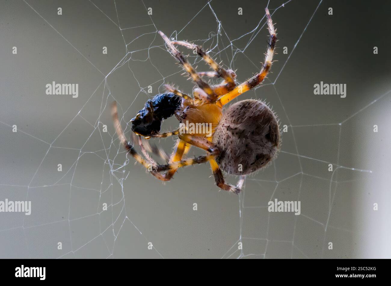 Close-up macro of a spider capturing its prey in a delicate web ...