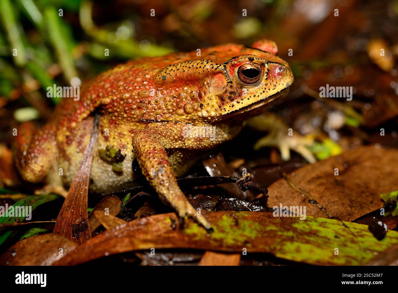 Toad (Duttaphrynus melanostictus) in Cotigao, Goa, India Stock Photo ...