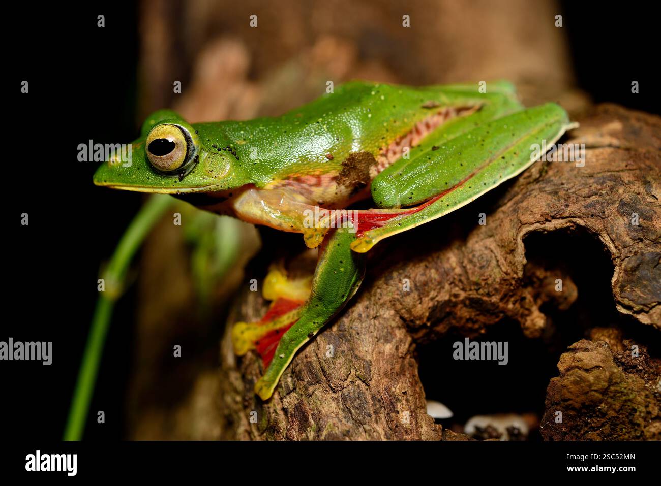 Flying frog of Malabar (Rhacophorus malabaricus) in Cotigao, Goa, India ...
