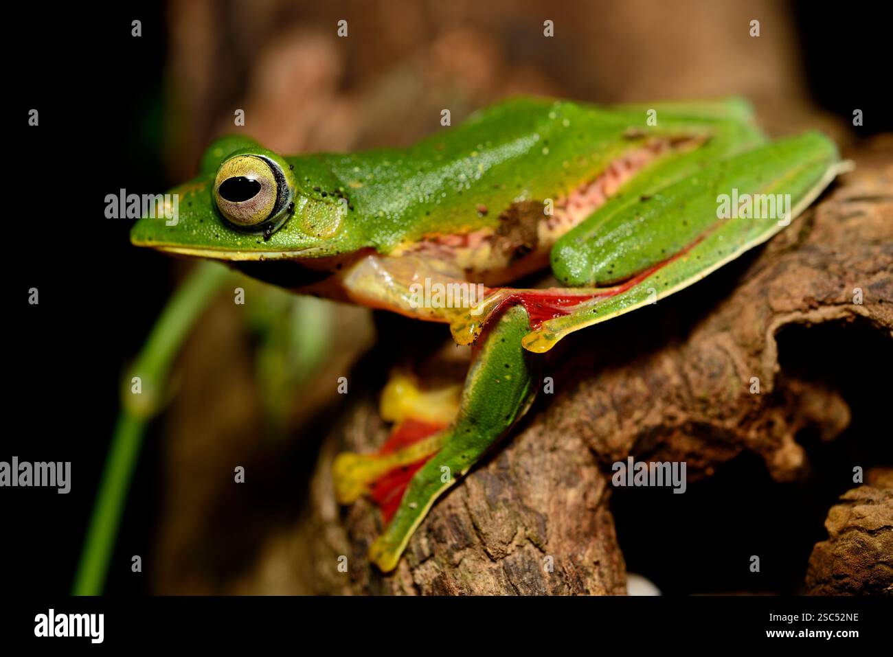 Flying frog of Malabar (Rhacophorus malabaricus) in Cotigao, Goa, India ...