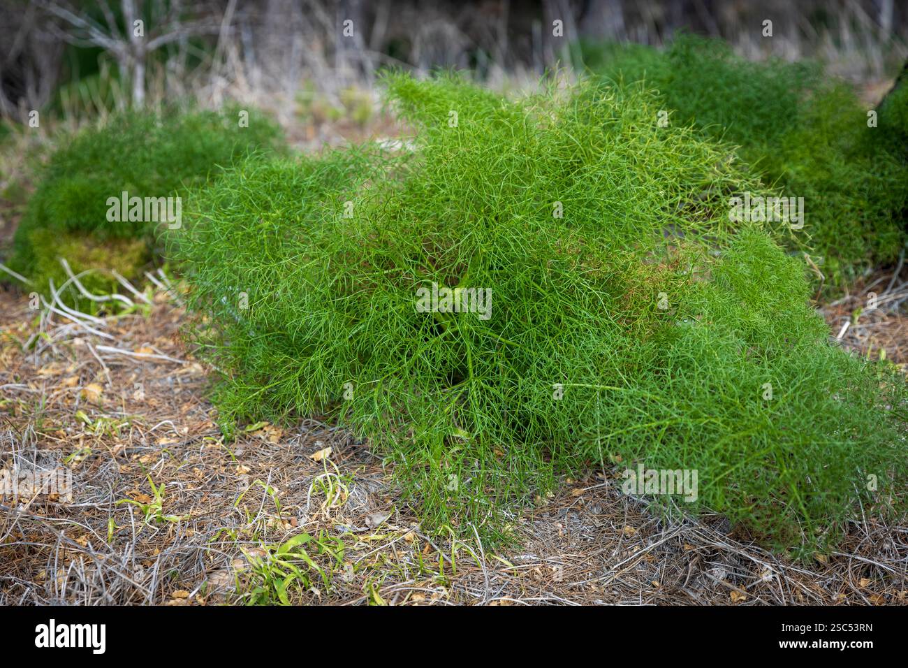 Ferulago galbanifera, synonym Ferulago campestris, is a herb of the ...