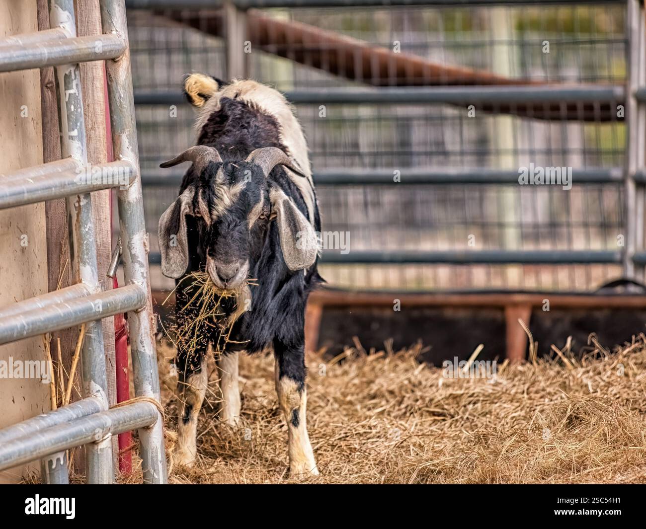 A black and white goat chewing on hay inside a fenced farm pen. A ...