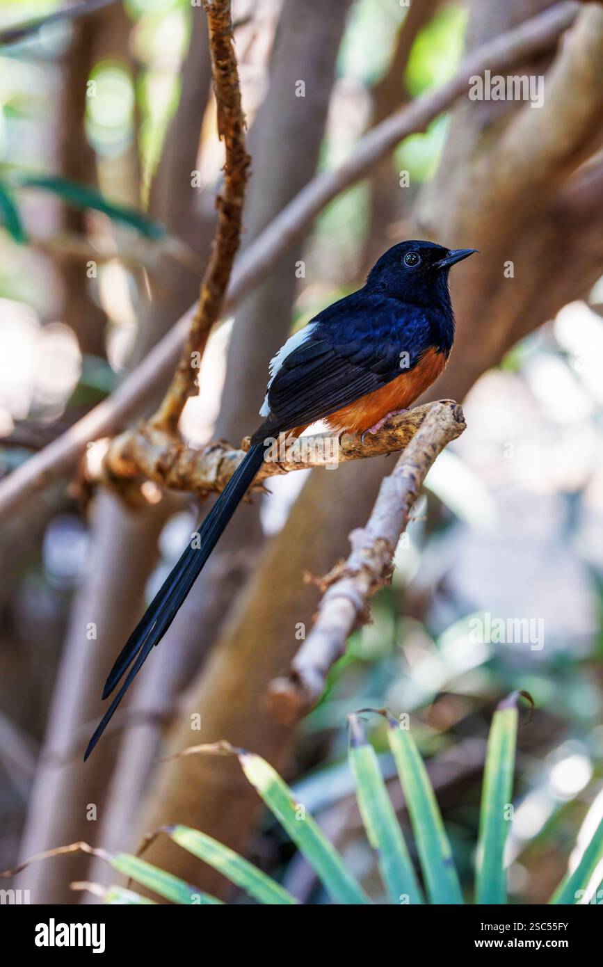 Shama bird hi-res stock photography and images - Alamy